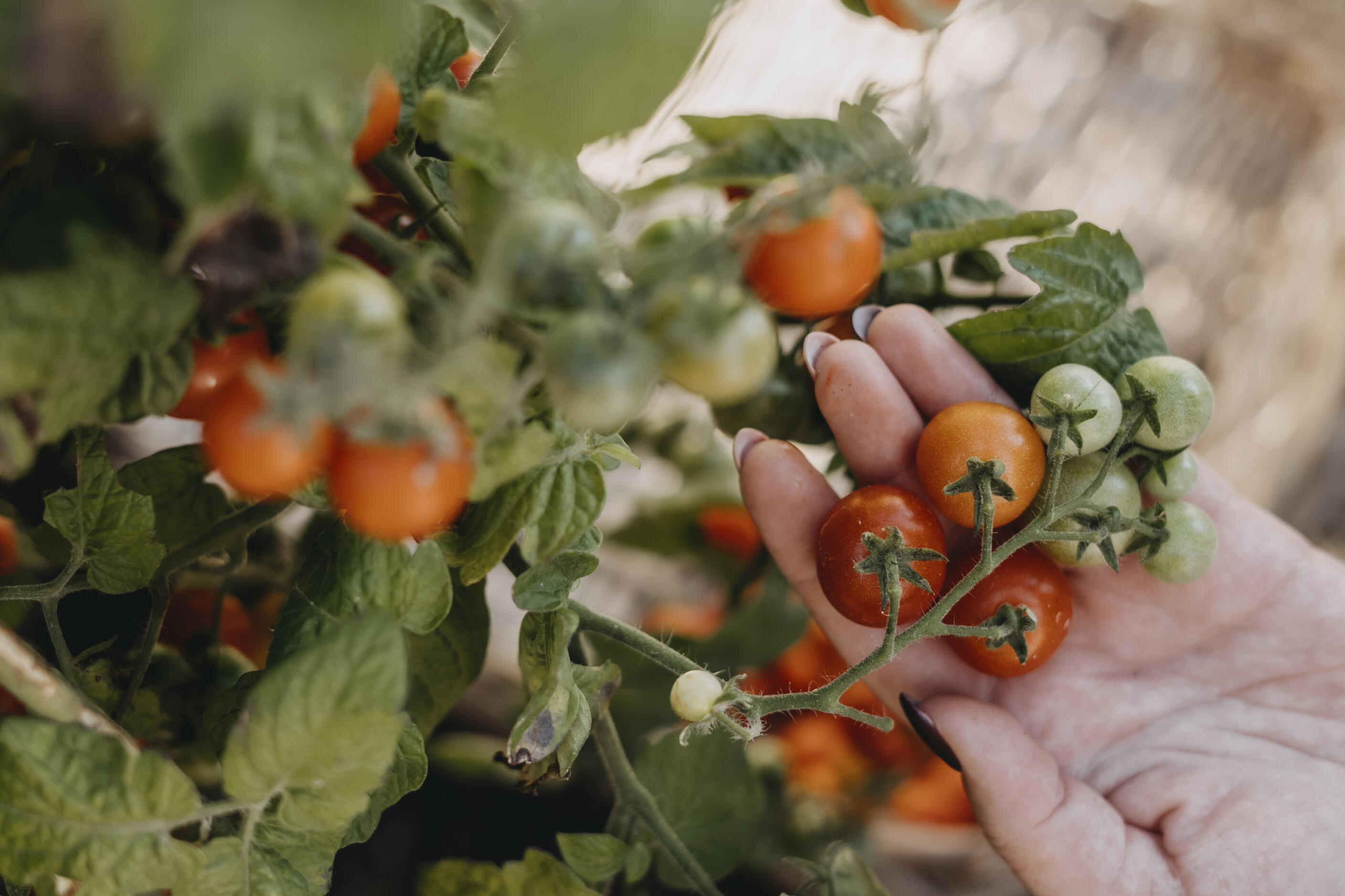 Körsbärstomat, 'Tiny Tim' | Nelson Garden