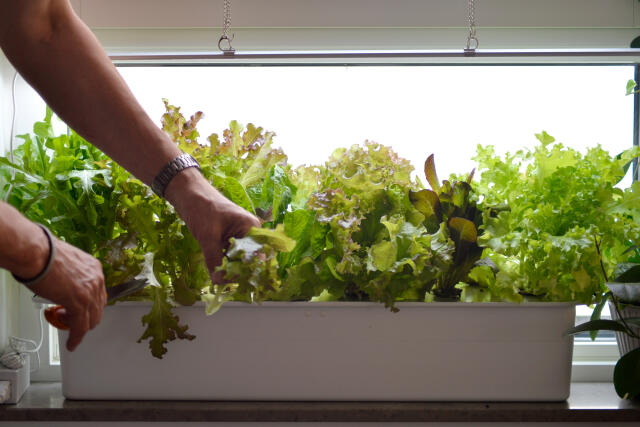 Micro Leaf, salladskrasse | Nelson Garden