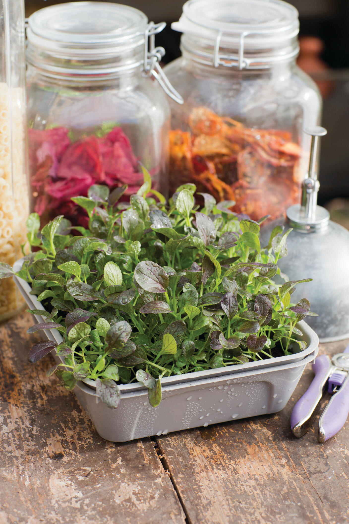 Minidrivhus 'Micro Leaf Box' - Enkel förodling