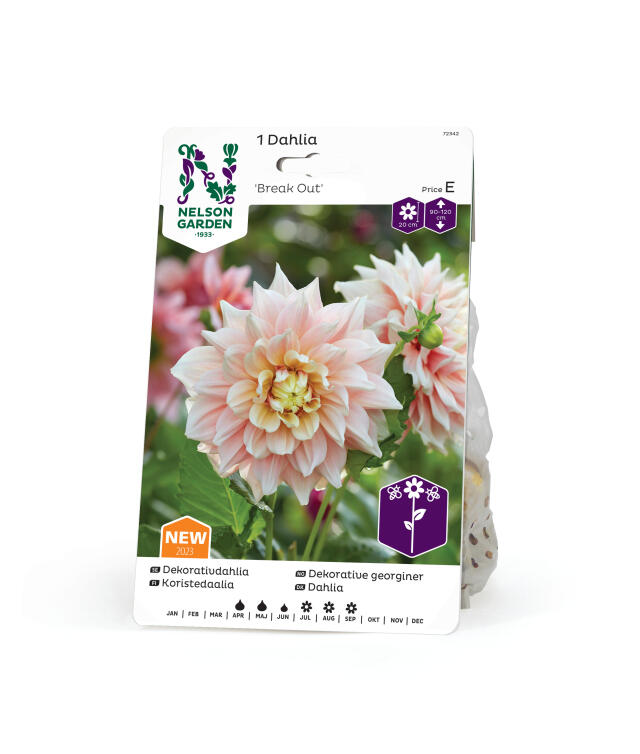 Silverlök 'Snowball' | Nelson Garden